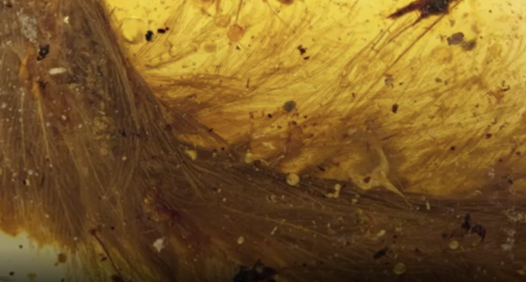 First dinosaur tail found preserved in amber