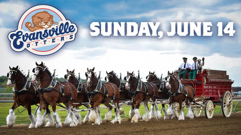 World famous Budweiser Clydesdales to appear at Bosse Field