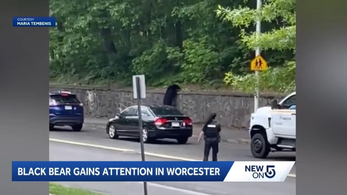 Watch: Wandering black bear visits two Massachusetts schools