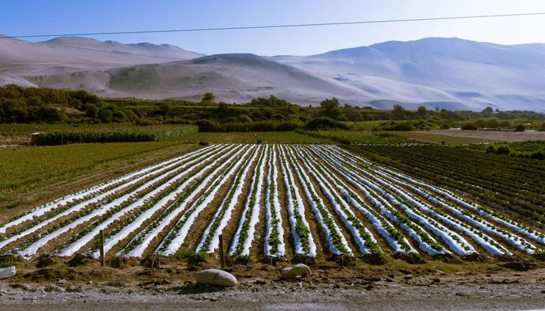 Cómo se cultiva en el lugar más árido del planeta: el antiguo sistema ...