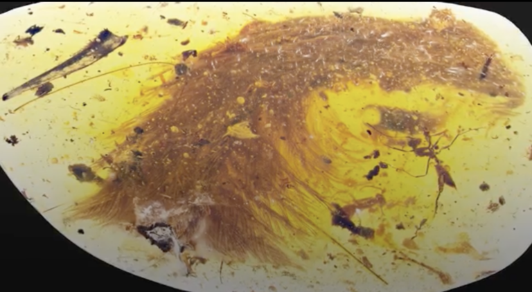 First dinosaur tail found preserved in amber