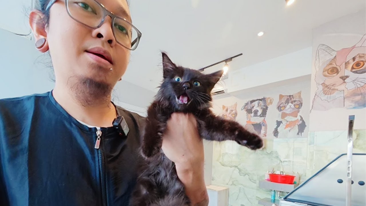 Tiny kitten finally found a home 😻