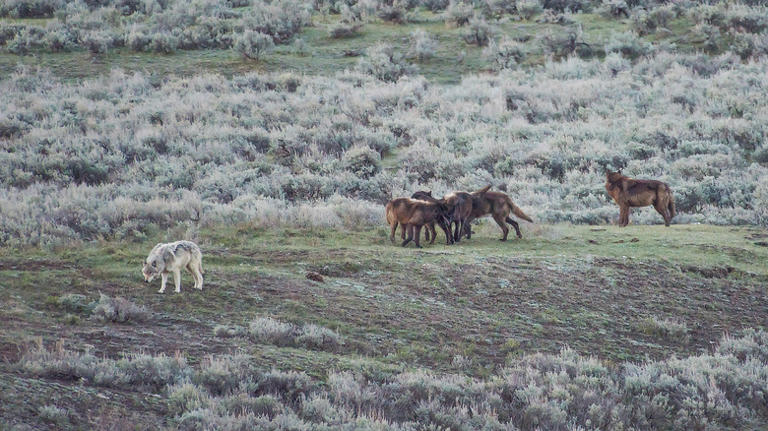 This corner of Yellowstone National Park is one of the world's best ...