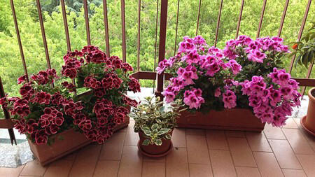 Cómo lograr que tus geranios exploten de flores: trucos ideales para ...
