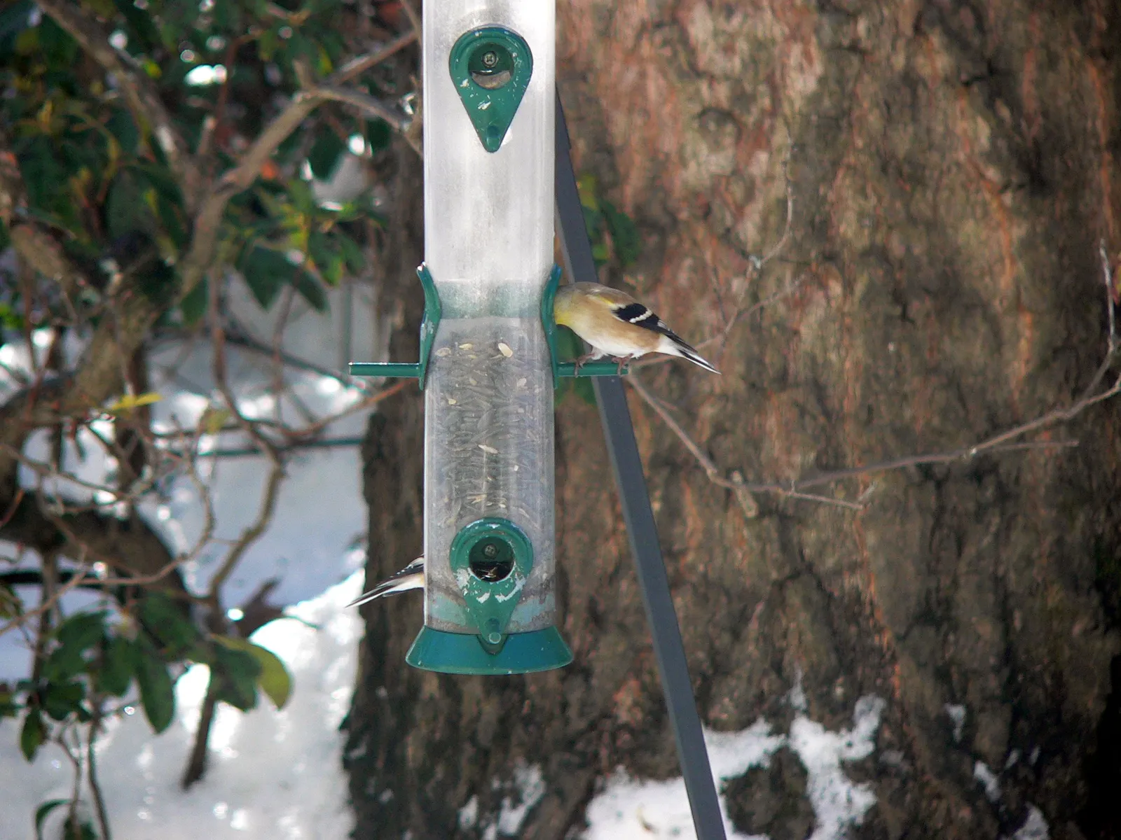The 4 best feeder styles for attracting elusive bright yellow goldfinches