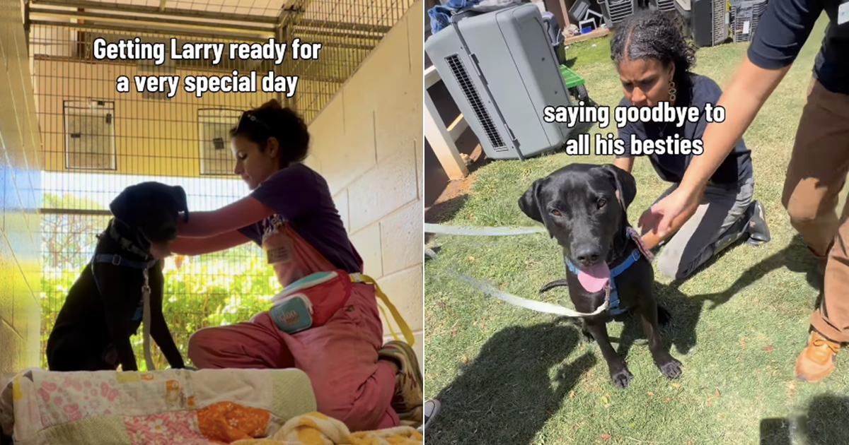 Shelter dog spends day with new people, not knowing he's found forever ...