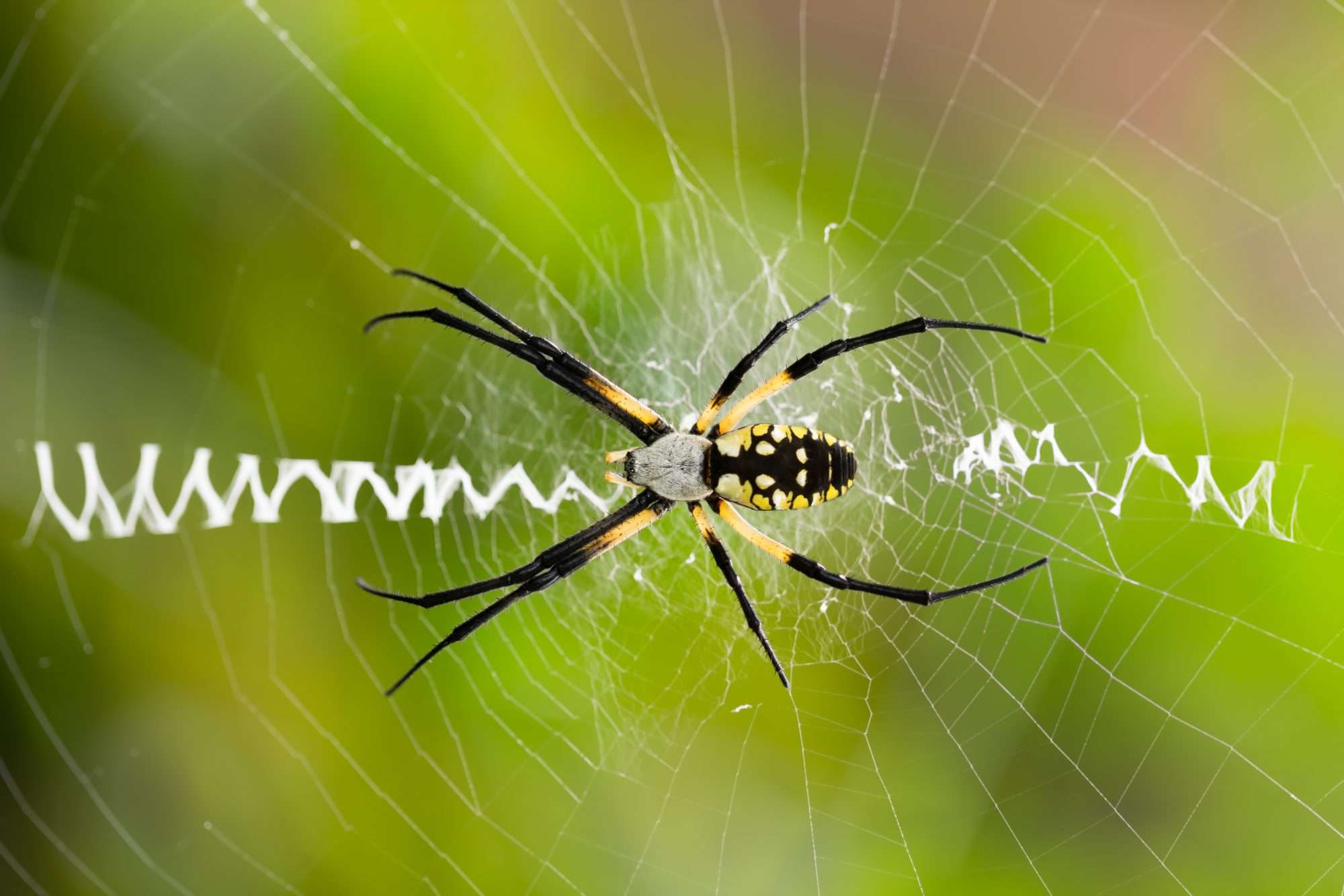 What to know about garden spiders (and why you might want to keep them ...