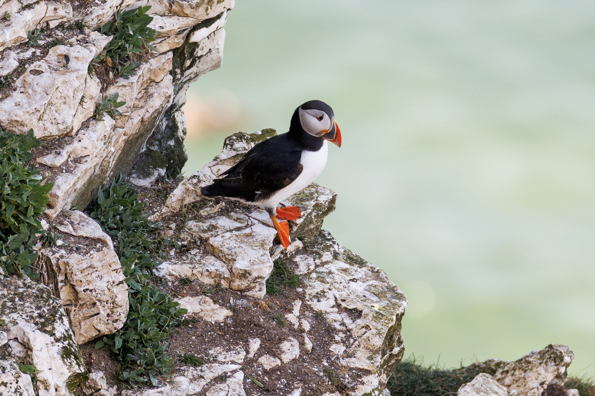 Bempton Cliffs welcome half a million seabirds