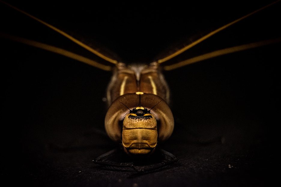 The (terrifying) reason these giant insects may not be gone forever