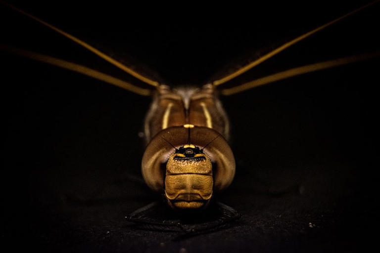 The (terrifying) reason these giant insects may not be gone forever