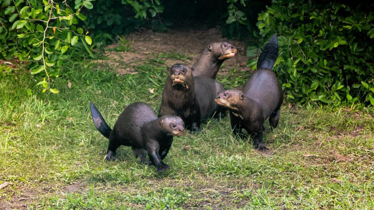Tras 40 años desaparecida, liberan en América del Sur una emblemática ...