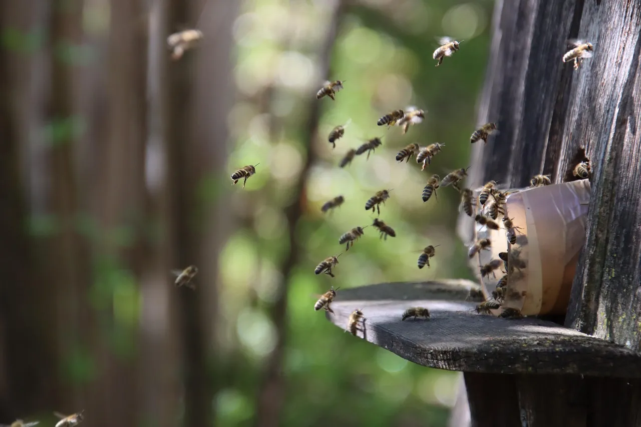 Why backyard beekeeping is surging – and how to start small without a hive