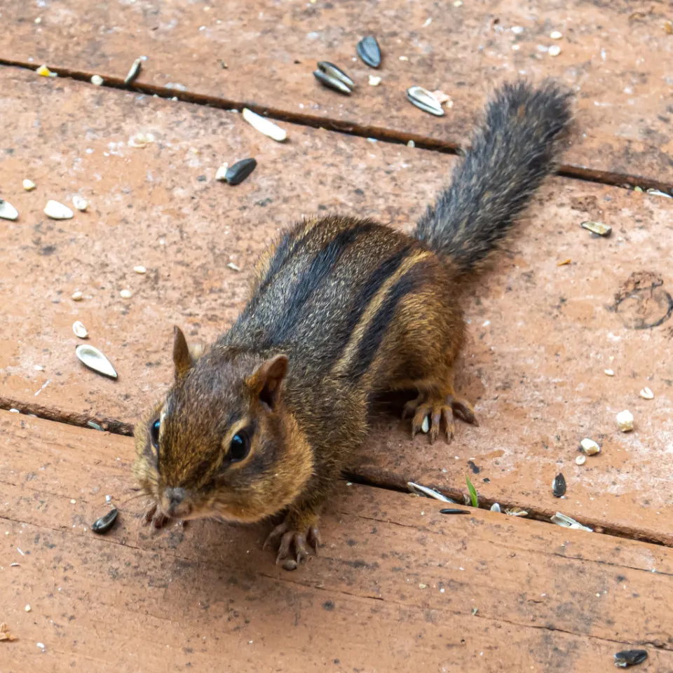 How to create a certified wildlife habitat right in your suburban backyard