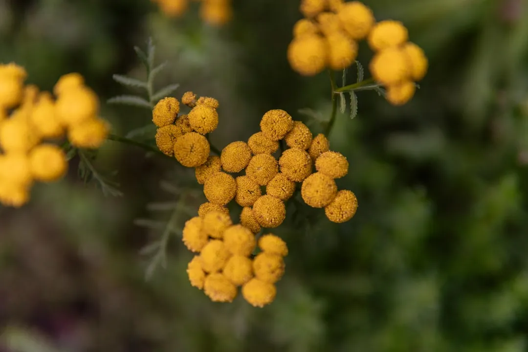 4 native plants that act as natural mosquito repellents for your patio