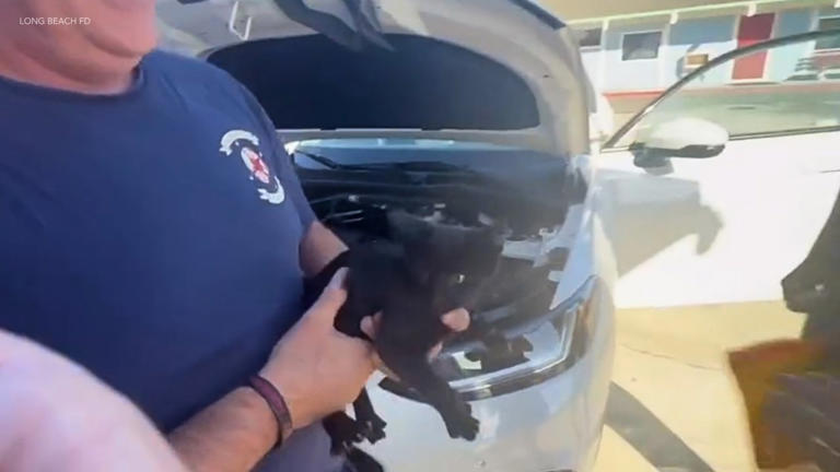 Curious kitten pulled from car engine in Long Beach