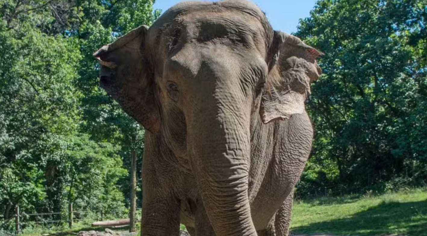 Happy, elefante que provou ter autoconsciência, morre aos 55 anos nos ...