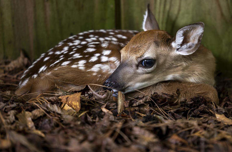 A red wolf and a dog and bears, oh my. Our photographers captured these ...