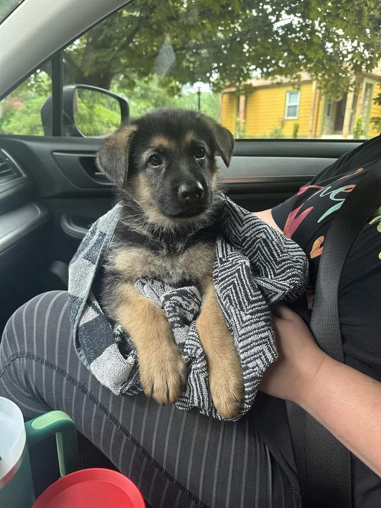 Cucciolo trovato legato e in lacrime viene adottato dopo la visita dal ...