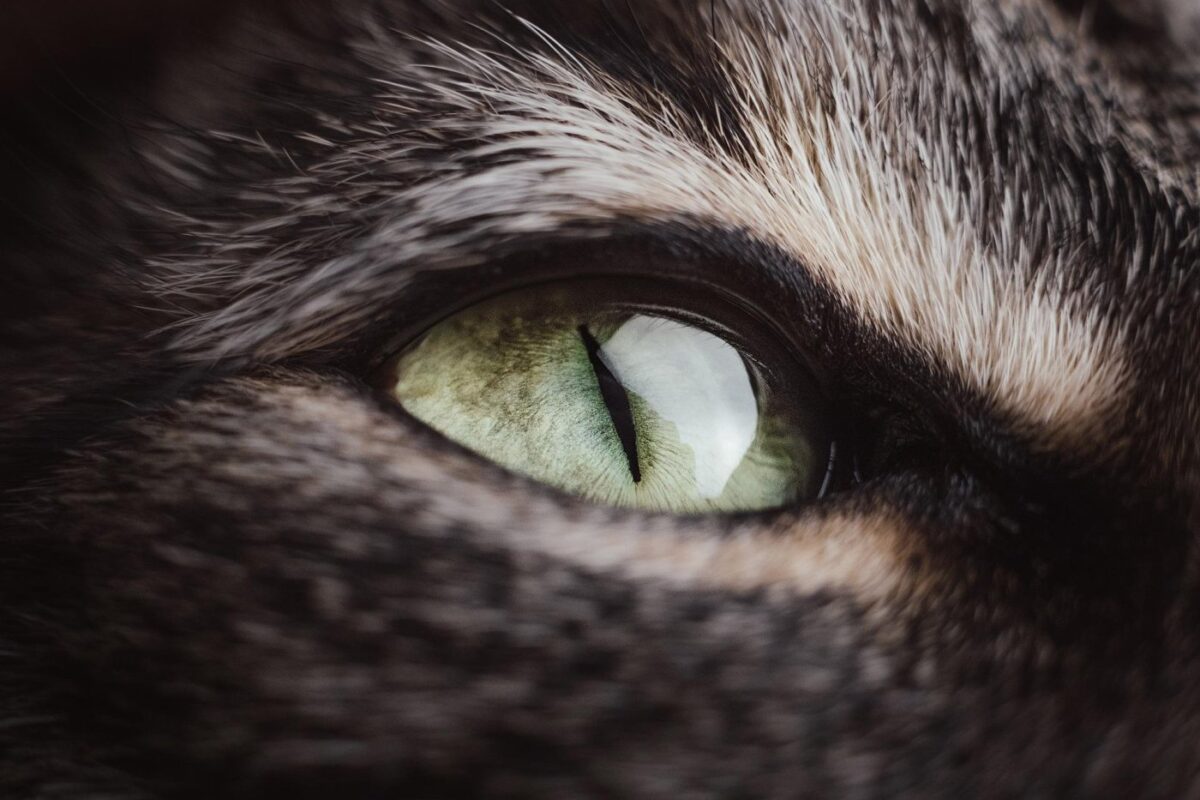 Your cat is keeping one eye closed for a reason — here’s what it really ...