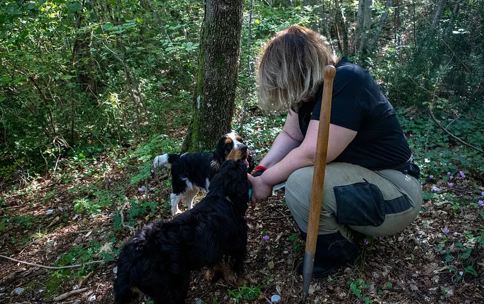 Lagotto Romagnolo keeps Italy’s truffle-hunting tradition alive