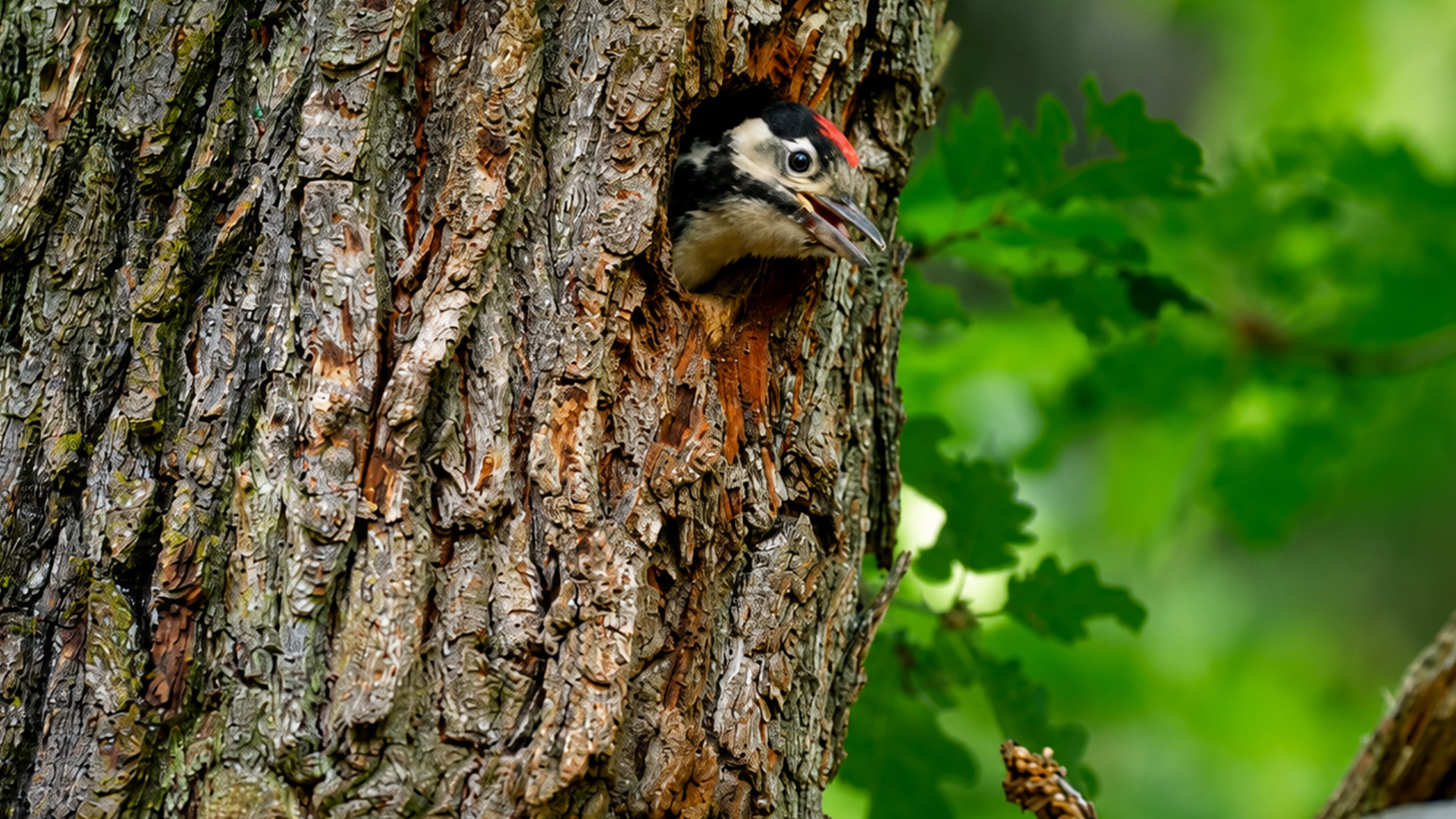 Hidden footage reveals nesting activity deep inside the forest