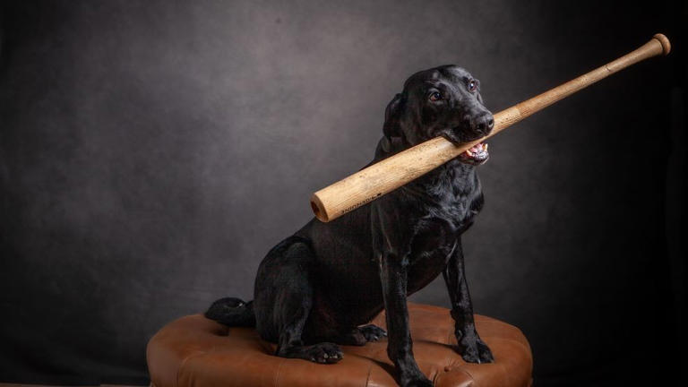 Todd Nichols Studio honors senior pets through special portraits