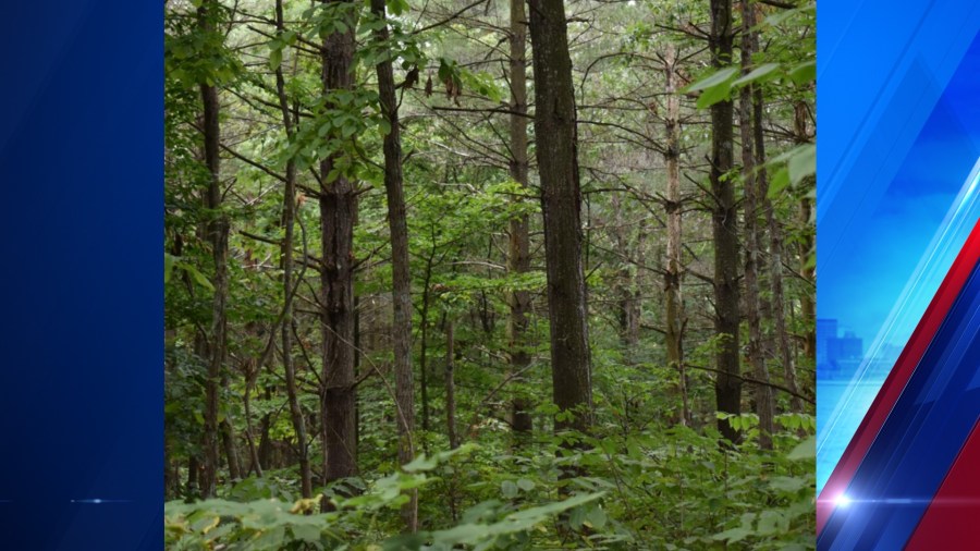 How Hoosier National Forest compares to other national forests