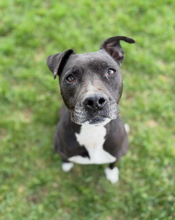 ‘I call this a miracle’: Owner and dog reunite after animal shelter ...
