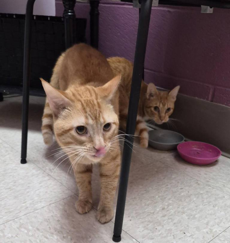 2 cats rescued after being locked in trunk by people who were 'watching ...