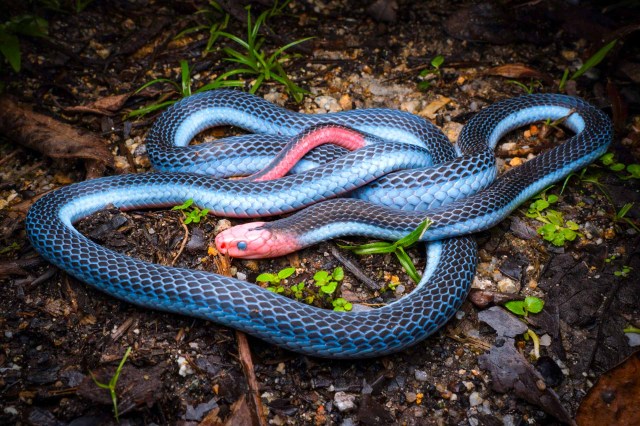 YouTuber captures rare blue coral snake with electric colors — and ...