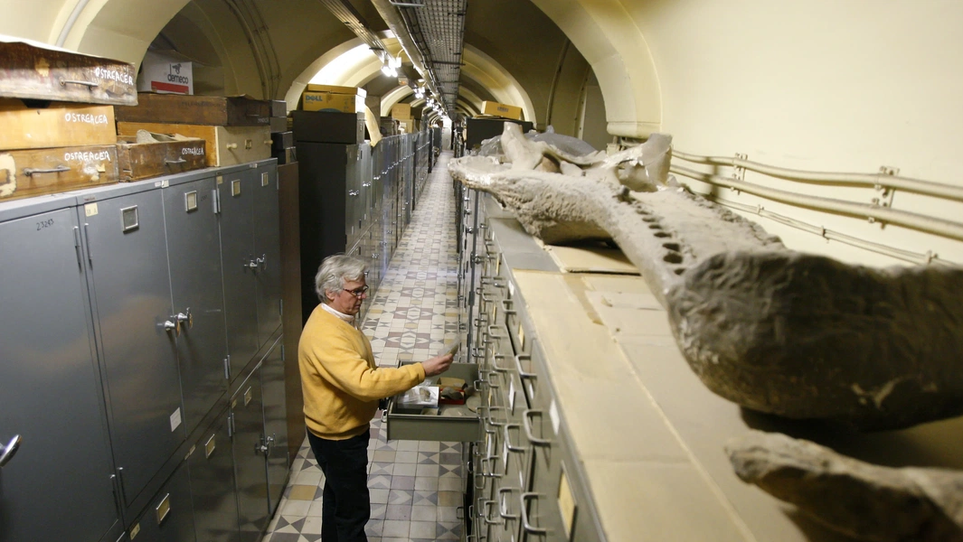 Newly identified Tylosaurus rex rewrites mosasaur history