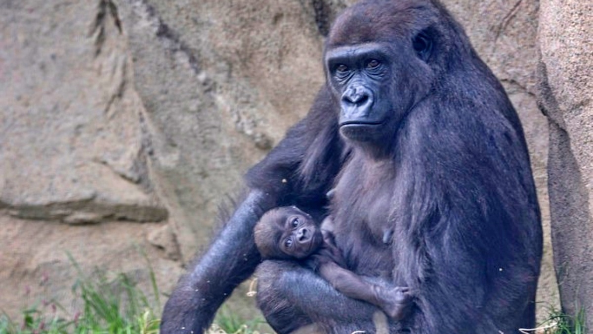What really happened to Harambe? The full story behind the viral zoo ...