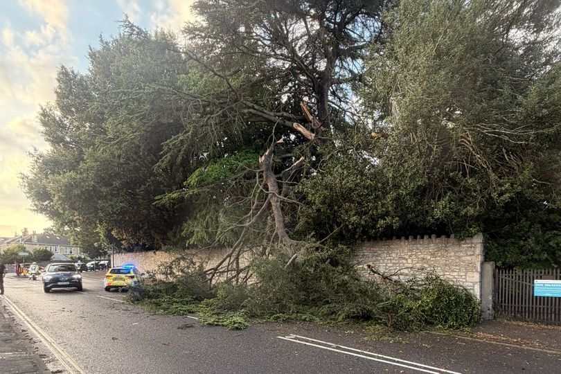 Dog walker's unusual decision might have saved her life as tree came ...