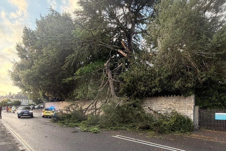 Dog walker's unusual decision might have saved her life as tree came ...