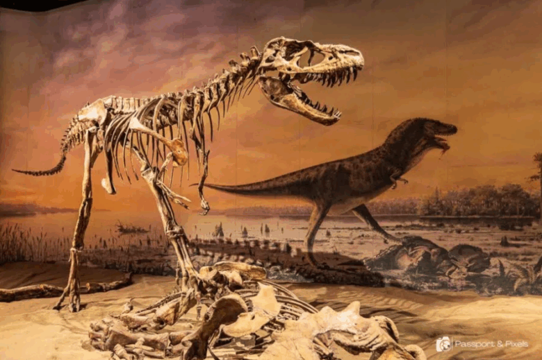 In photos: Where to discover real dinosaur fossils in Canada