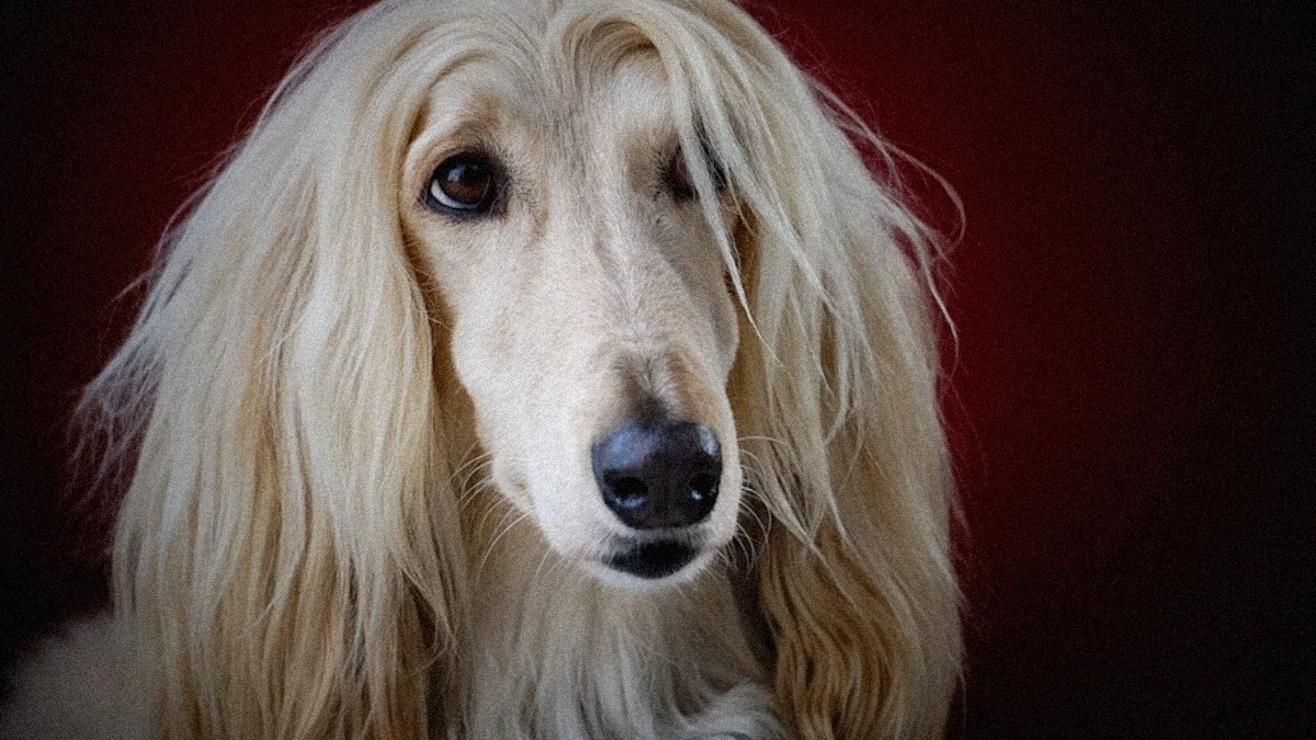 What no one tells you about dog breeds known for being independent and ...