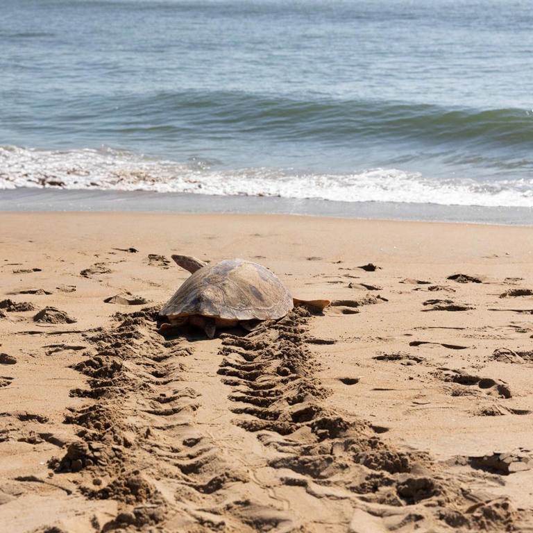 Sea turtle found languishing with serious injury transforms after ...