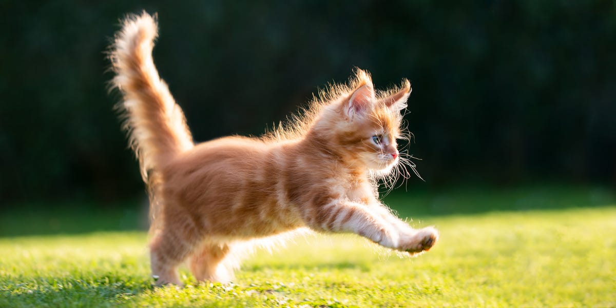 The cutest cat breeds of all time
