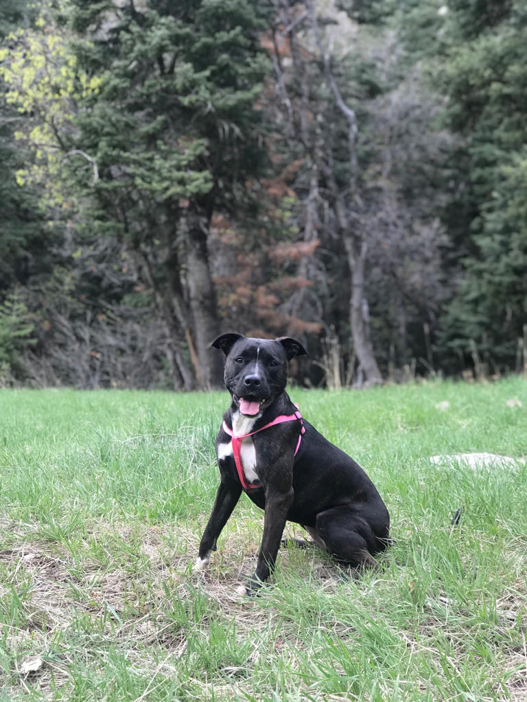 ‘I call this a miracle’: Owner and dog reunite after animal shelter ...