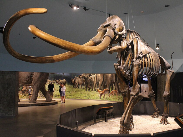 In 1978, two Texas teens hunting arrowheads found a mammoth bone that ...