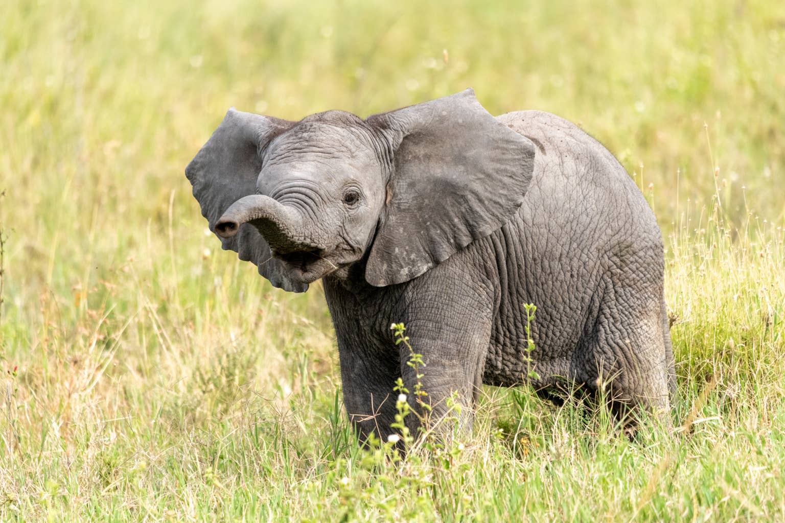 Adorable baby elephant charges safari vehicle at Sabi Sands Game Reserve