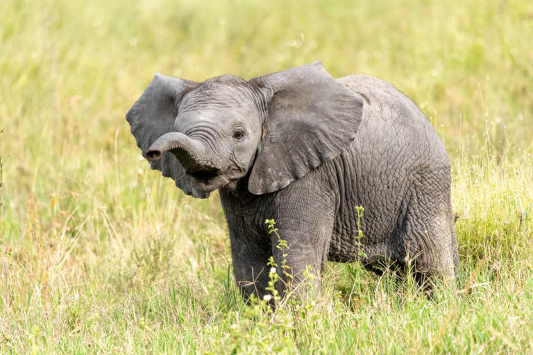 Adorable baby elephant charges safari vehicle at Sabi Sands Game Reserve
