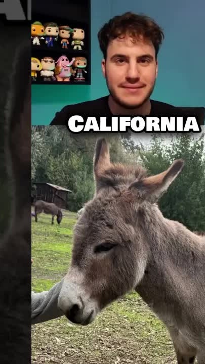 The real donkey inspiration behind Shrek!
