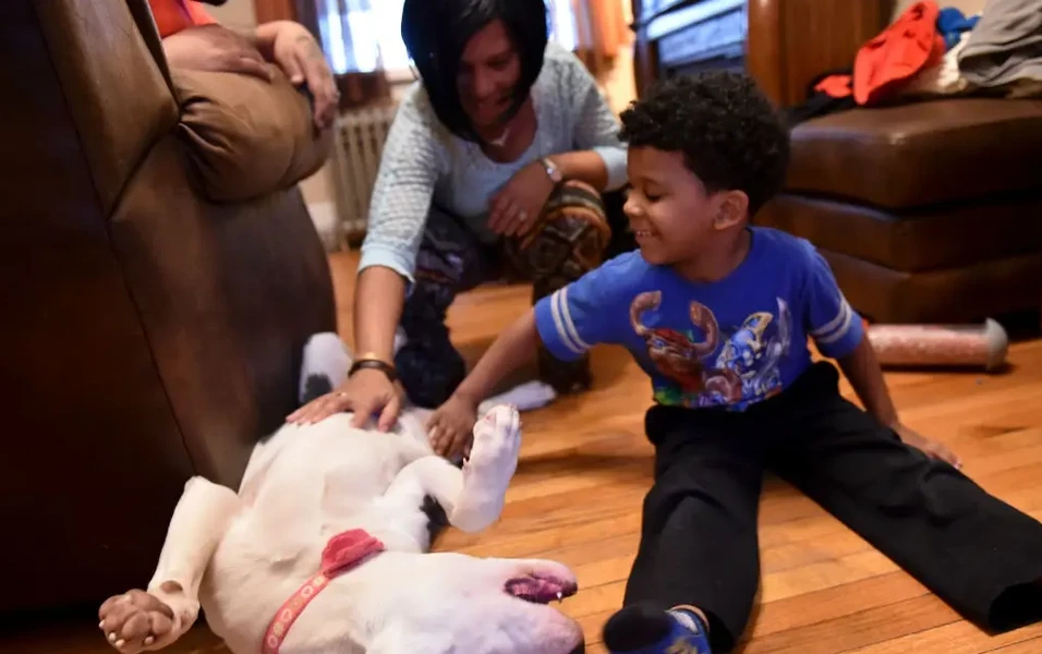 Raising a happy, well-behaved pit bull puppy