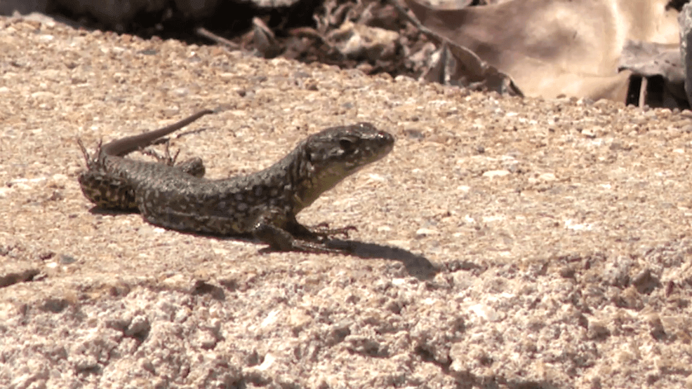 Here's why more Cincinnati-area residents are finding Lazarus lizards ...