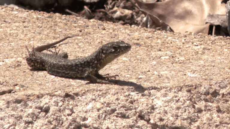 Here's why more Cincinnati-area residents are finding Lazarus lizards ...