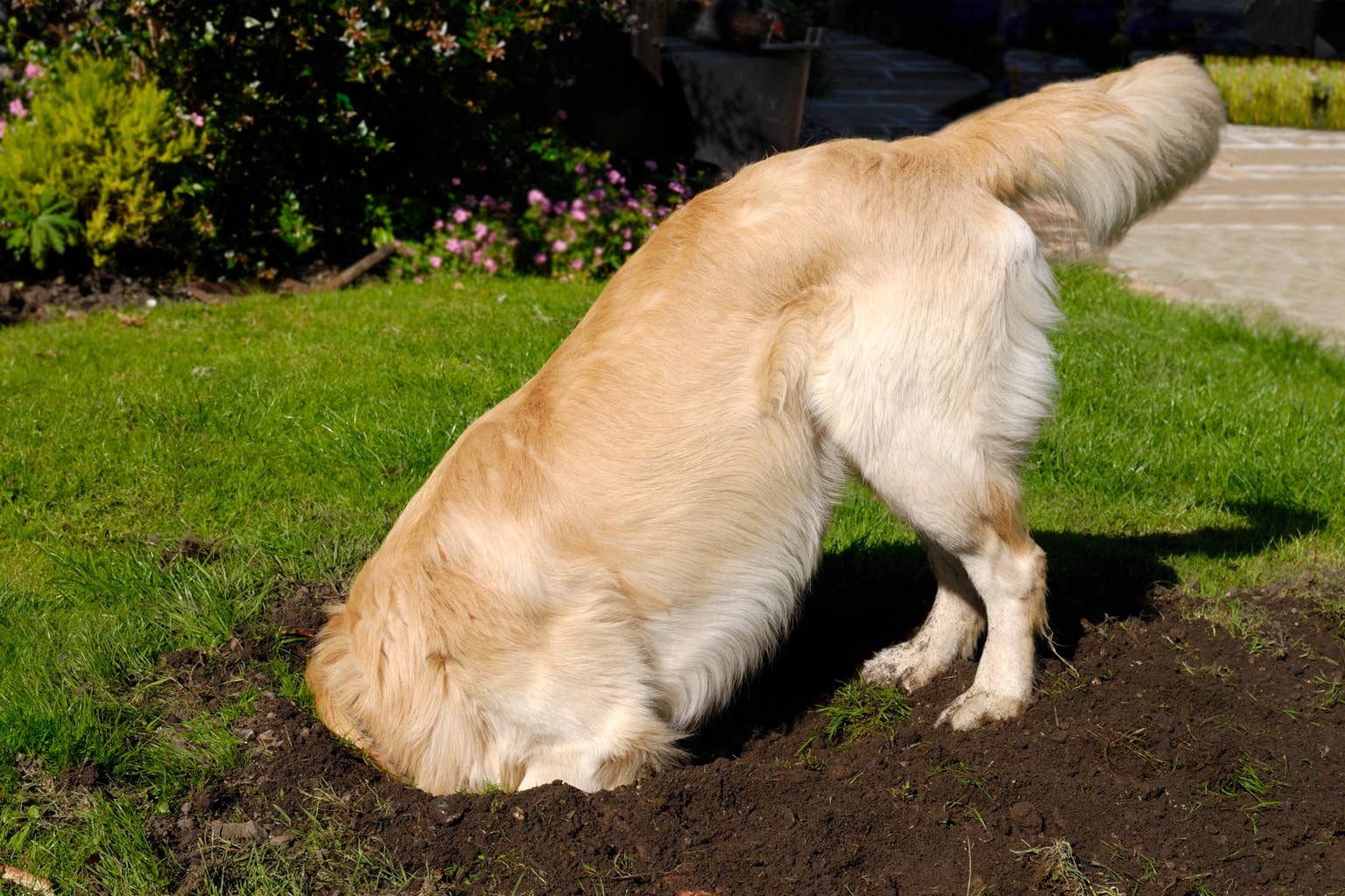 Watch this dog dig a massive hole in a hilarious landscaping disaster