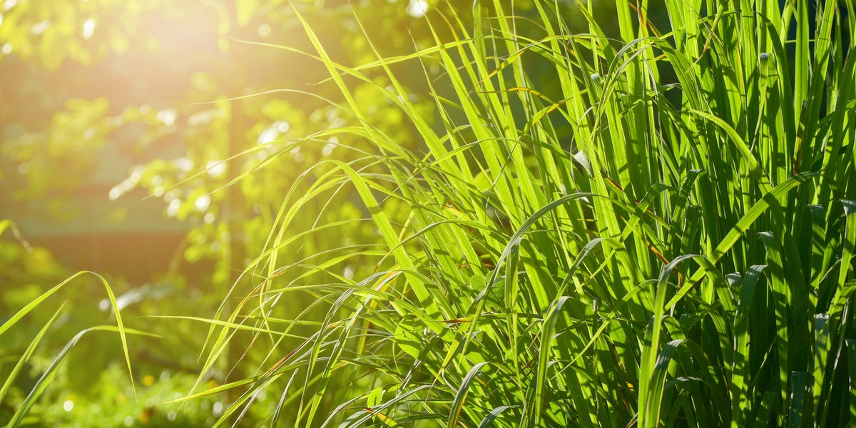 Keep mosquitoes away with pest-repelling plants and herbs