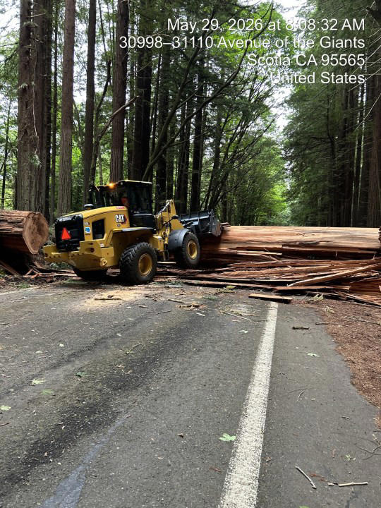 Fallen giant redwood blocks California highway