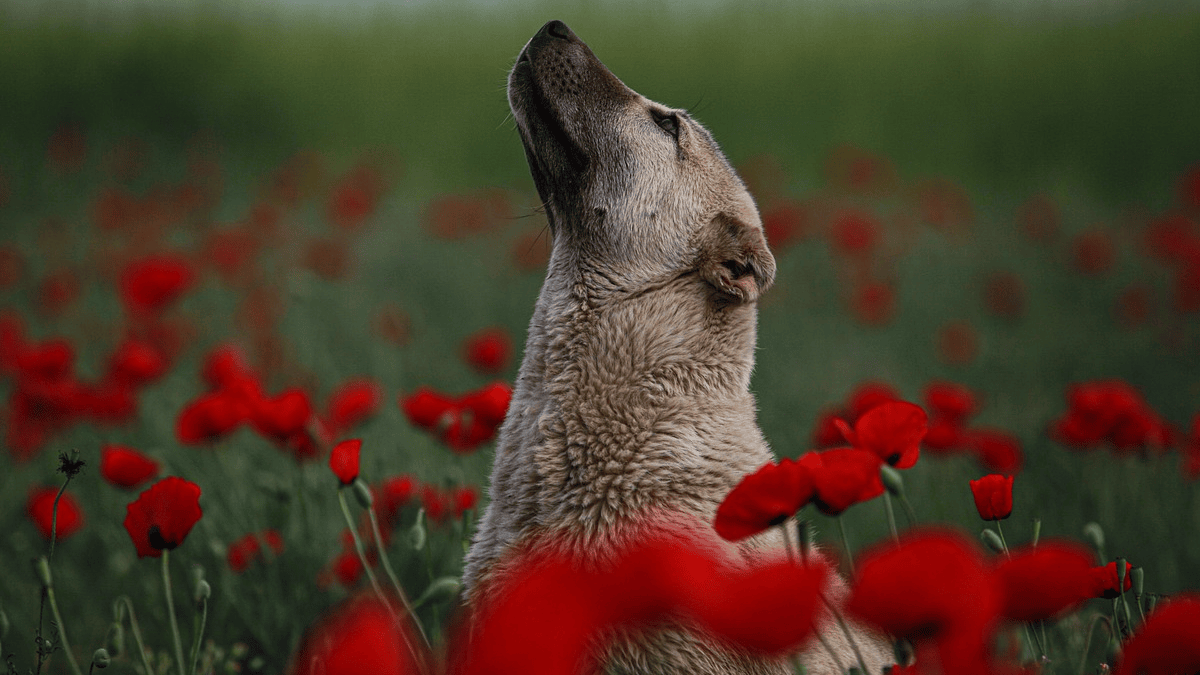 Where do dogs go when they die? This is what AI says